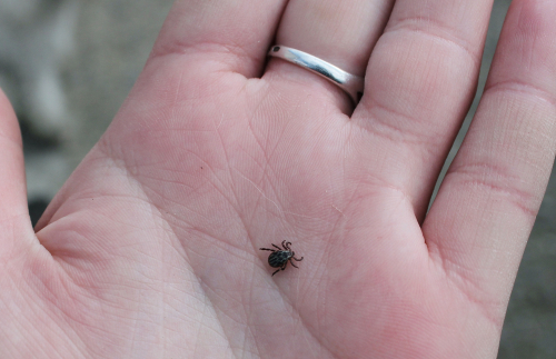 Effects on the Body from Meth (Mites, Sores & More) | Delphi Health Group